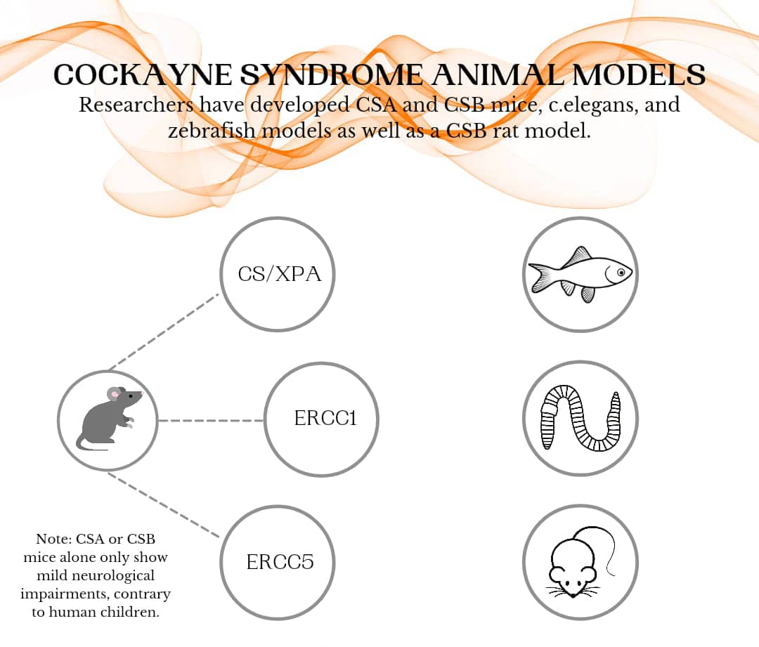 Research — Understanding Cockayne Syndrome – Riaan Research Initiative